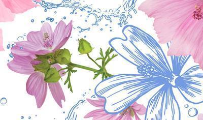 Dehydrated skin: the virtues of Mallow – Saeve Paris